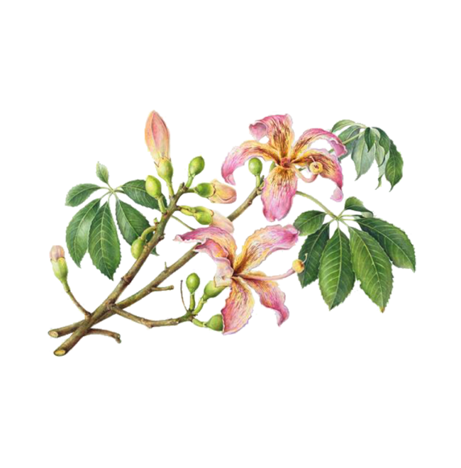 Chorisia Speciosa - Uzbaş Arboretum