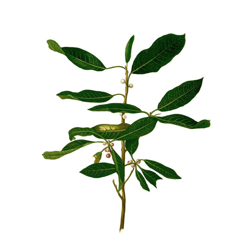 Ficus Microcarpa Compacta ‘Bonsai’ - Uzbaş Arboretum