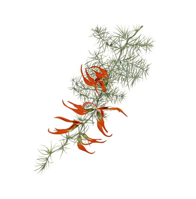 Lotus Bertoletti - Uzbaş Arboretum